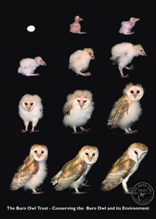 Progression of growth we can expect to see when the owlets arrive