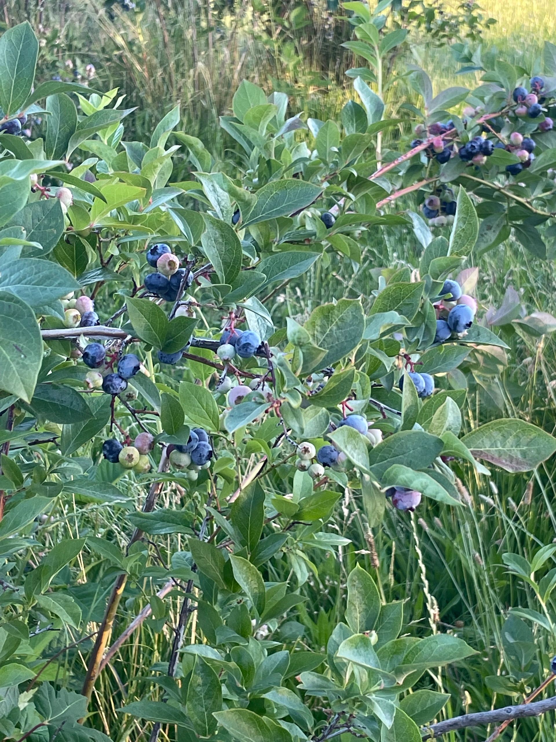 SFarmBlueberry
