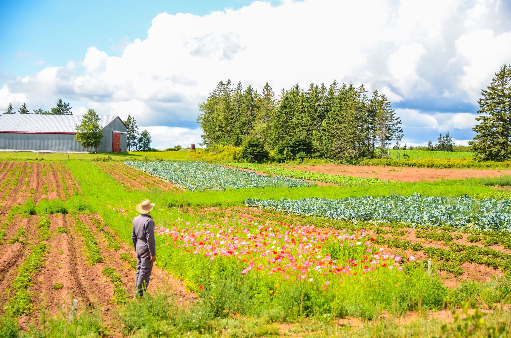 Our Produce | A-OK GARDENS