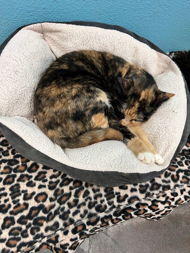 Cat Nap Hangout & Adoptions