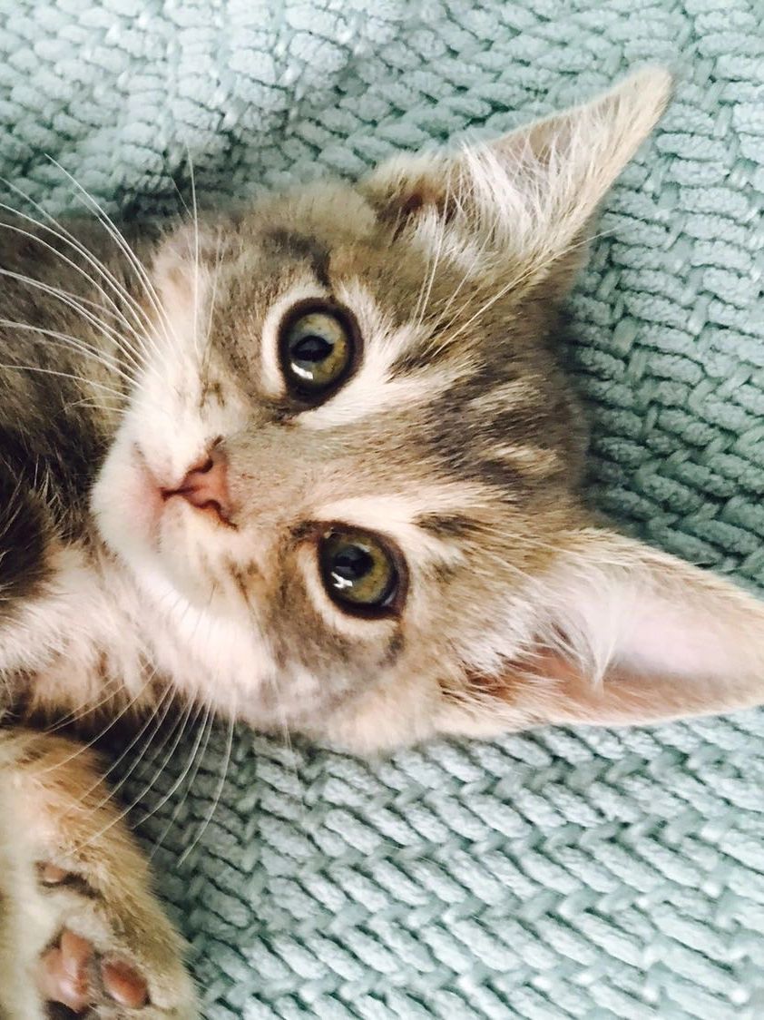 Cat Nap Hangout & Adoptions