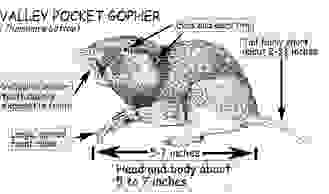 Gopher Wars - Gopher Control, Termite and Pest Control