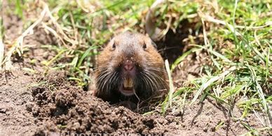 Gopher Wars - Gopher Control, Termite and Pest Control