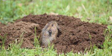 Gopher Wars - Gopher Control, Termite and Pest Control