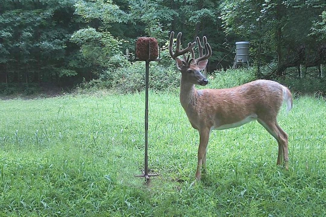Feed Block Elevator - Feed Block, Hunter, Livestock