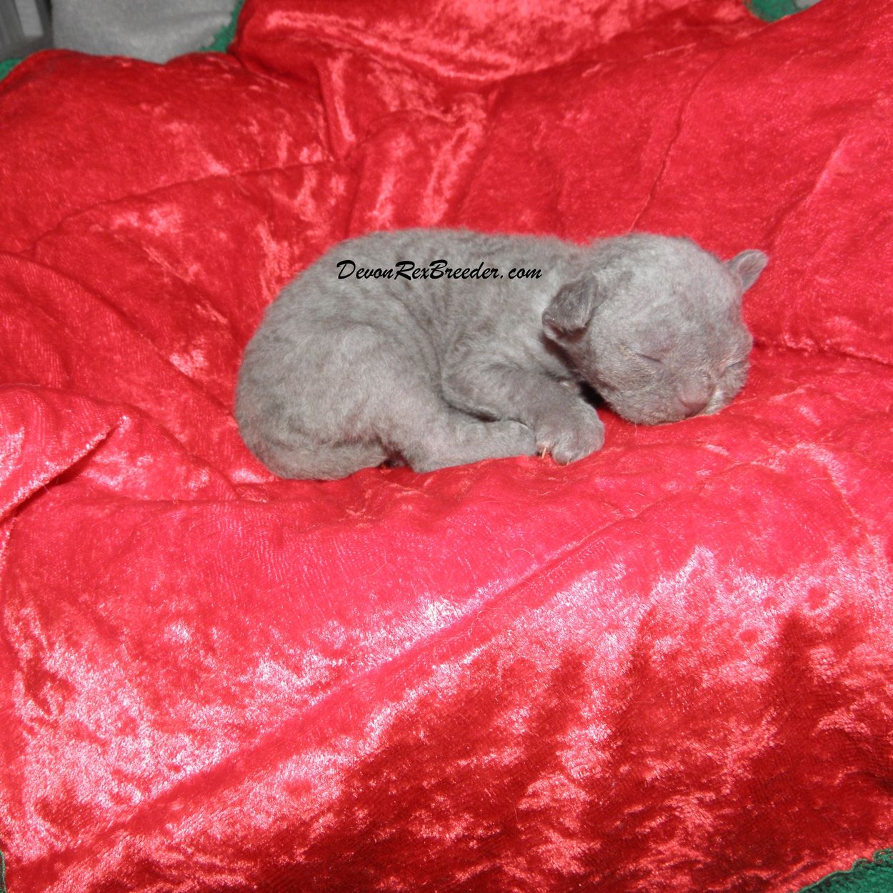 Nursery