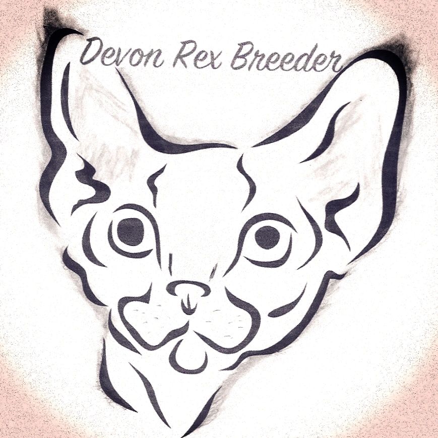 Devon Rex Breeder