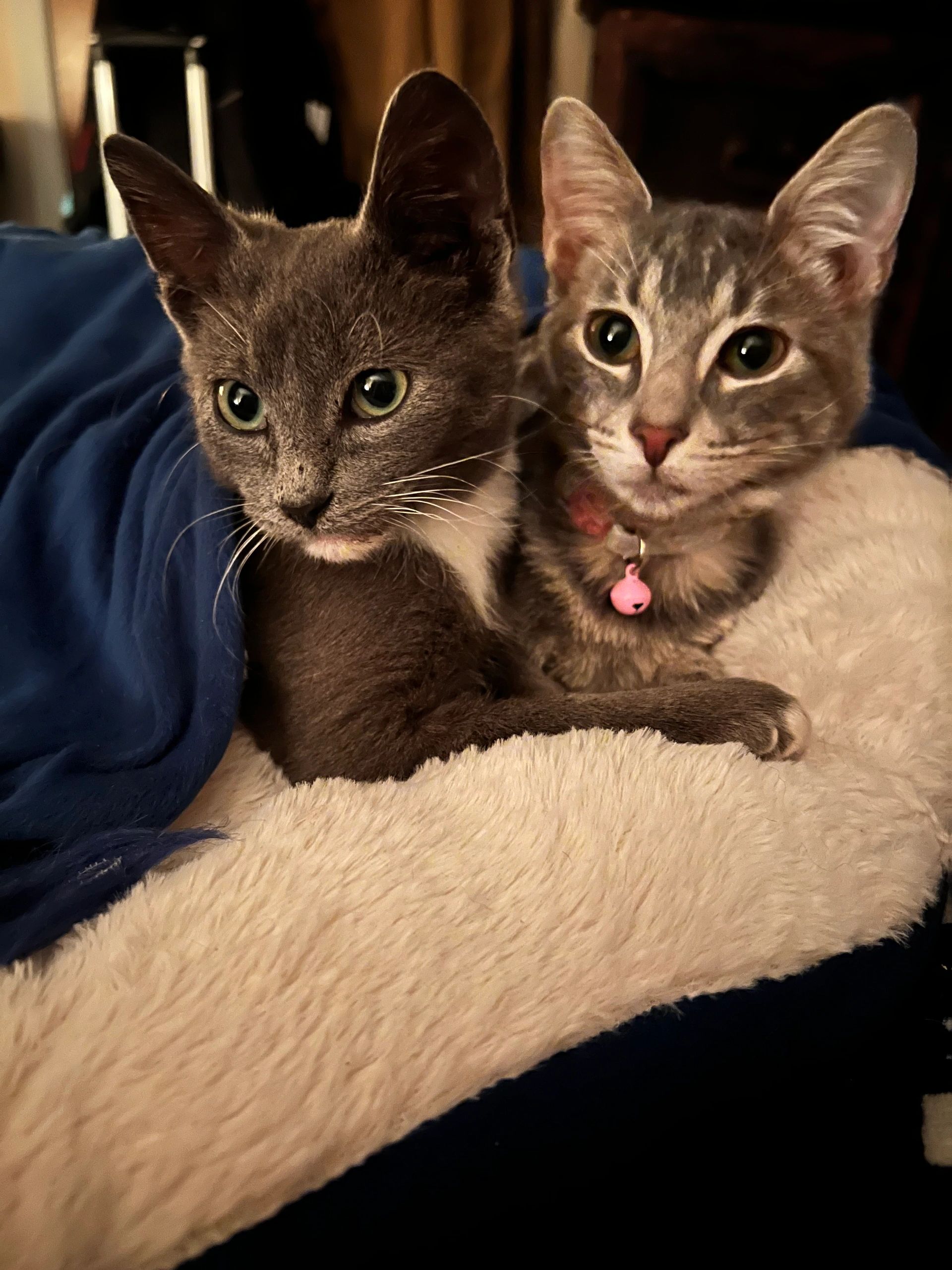 Find Your Furry Friend at Our Kitten Shelters