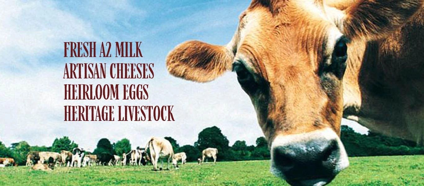 Hoodoo Homestead - Raw A2 Cow Milk