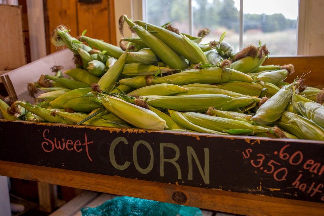 A-maize-ing Corn Recipes