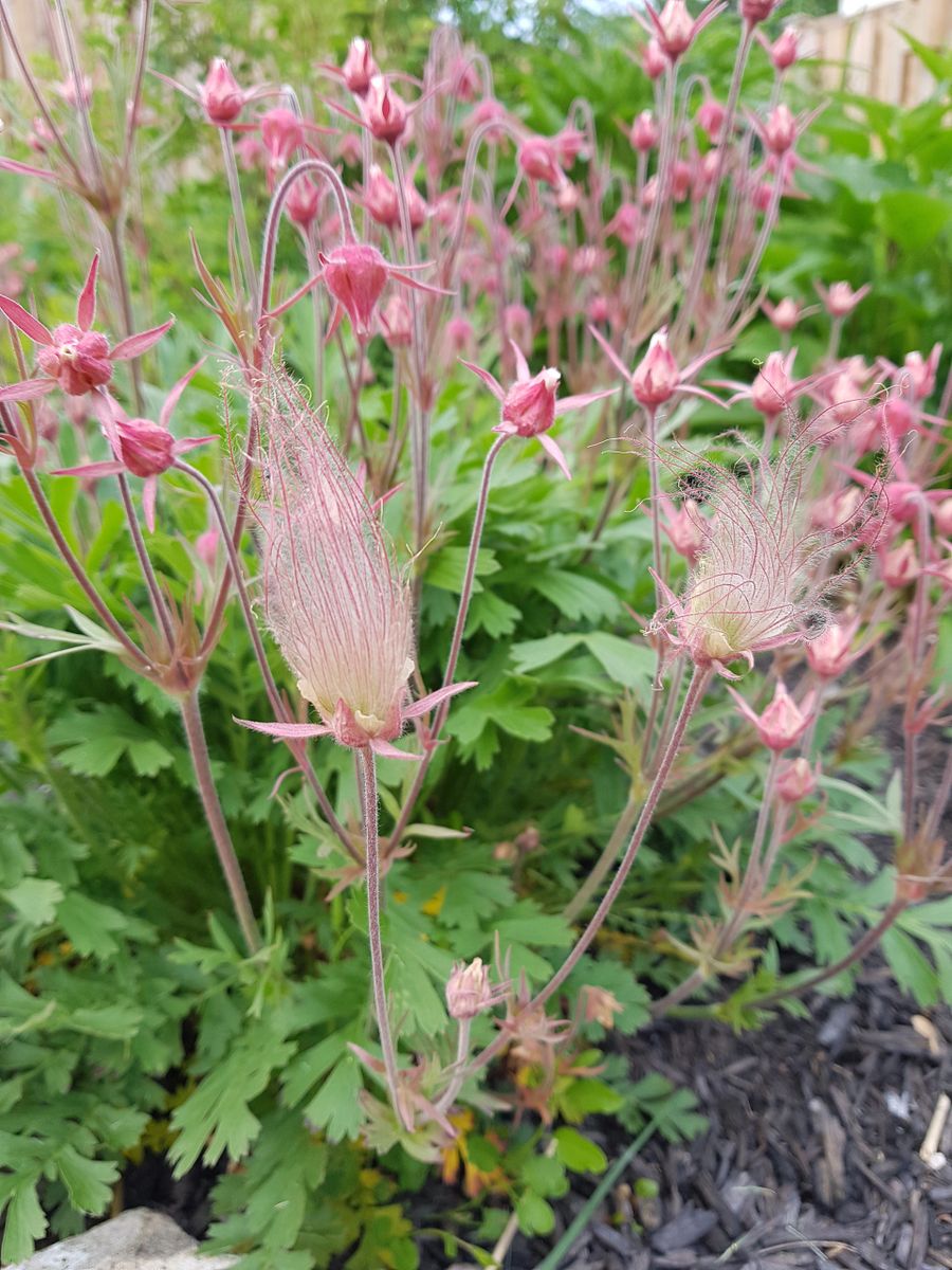 Prairie Smoke, Geum triflorum