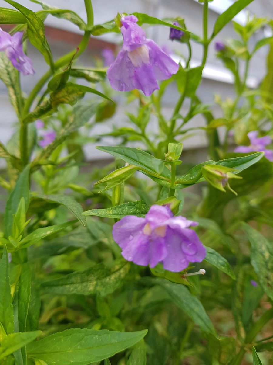 Monkey Flower, Mimulus ringens