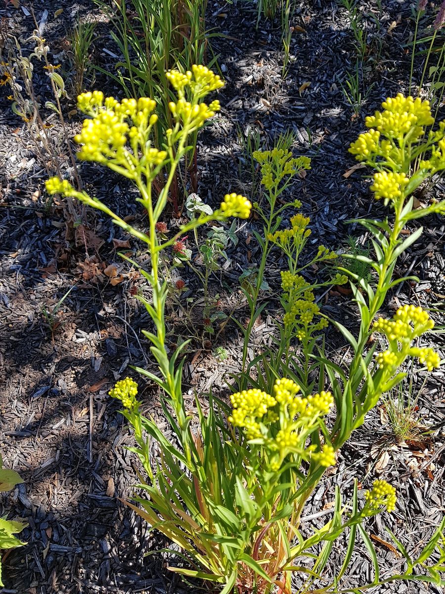 Riddell's Goldenrod, Solidago riddellii
