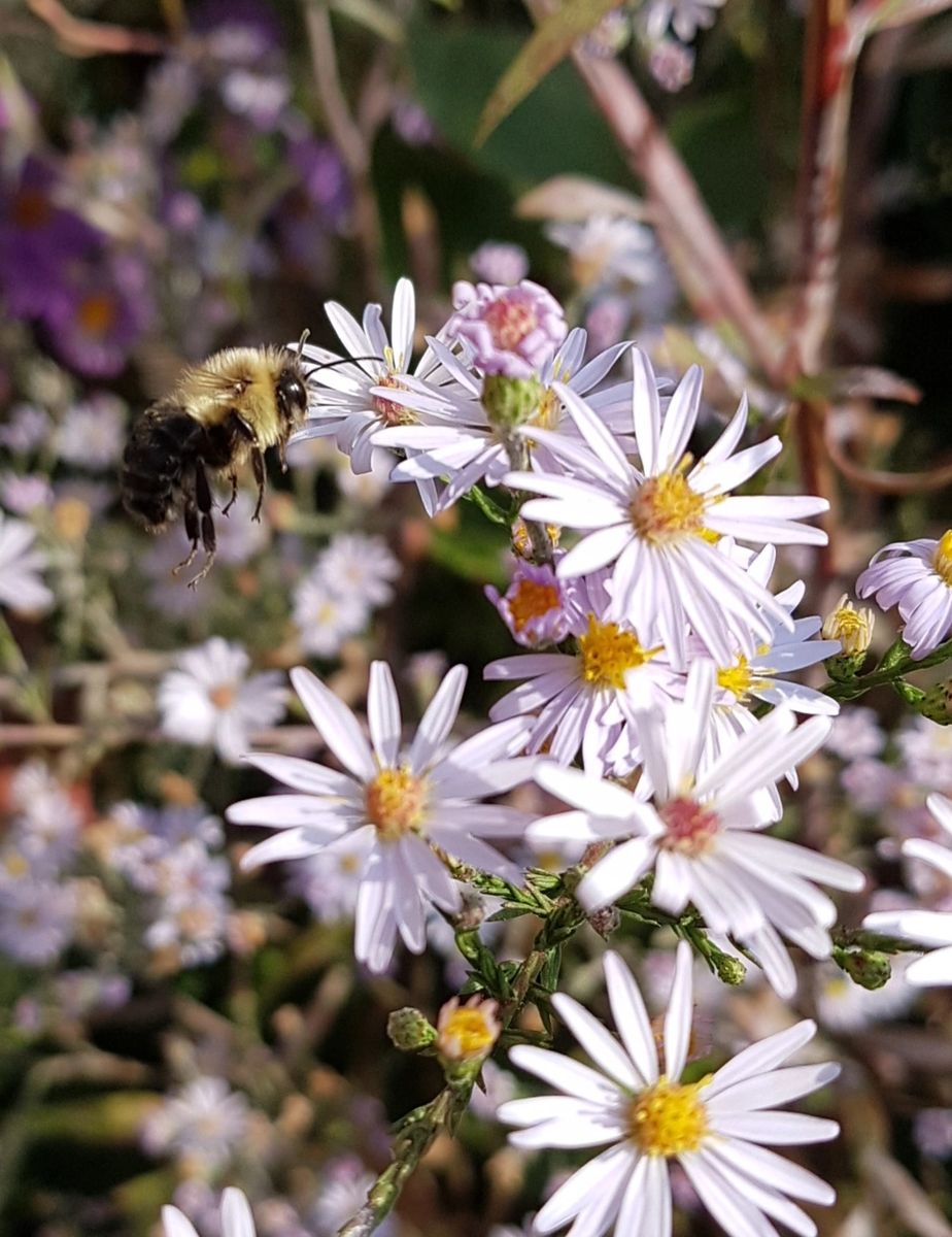 Arrowleaf Aster, Symphyotrichum urophyllum