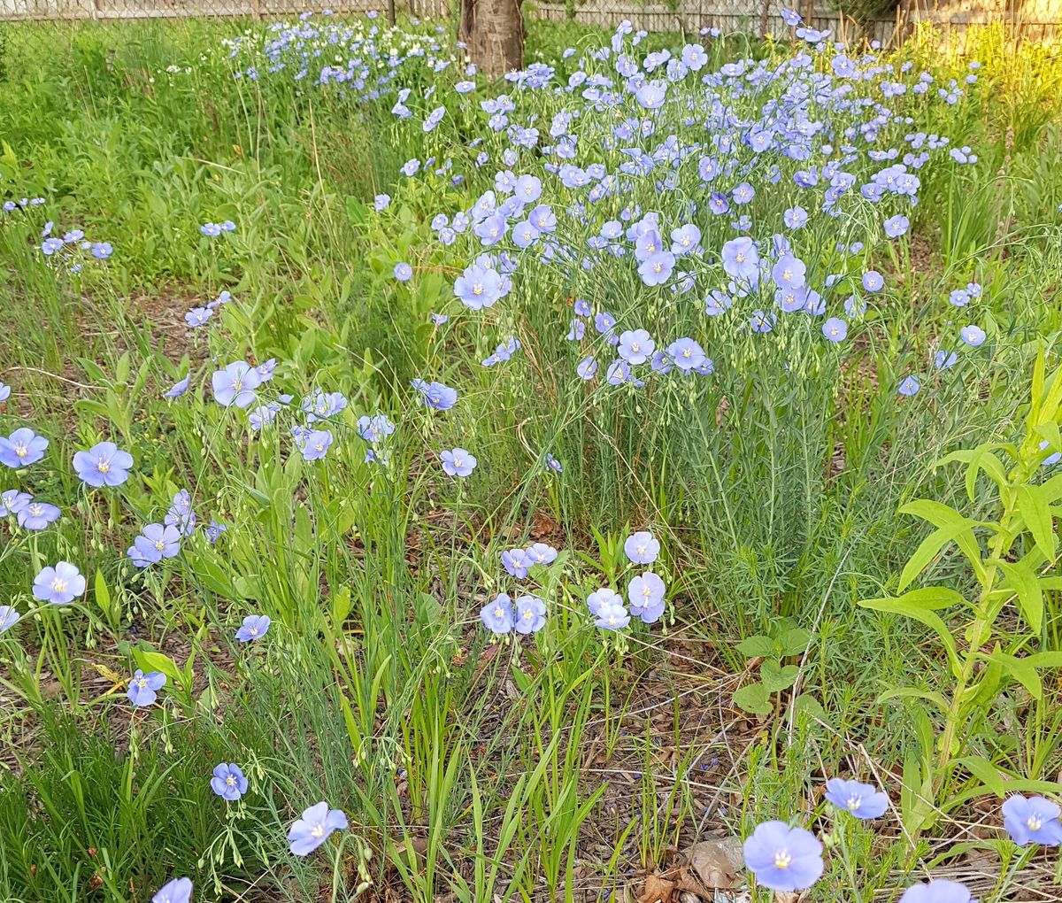 Blue Flax, Linum lewisii