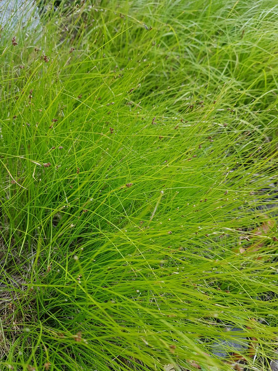 Ivory Sedge, Carex eburnea
