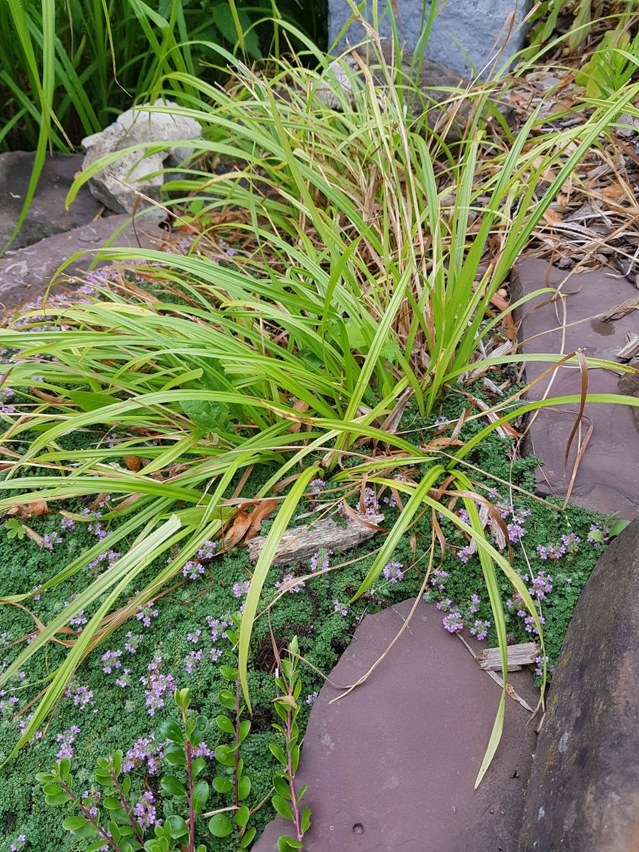 Common Wood Sedge, Carex blanda