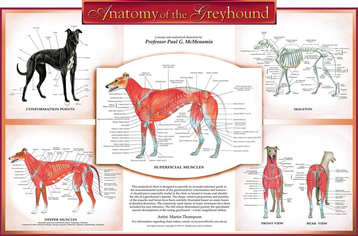 Anatomy of the Greyhound