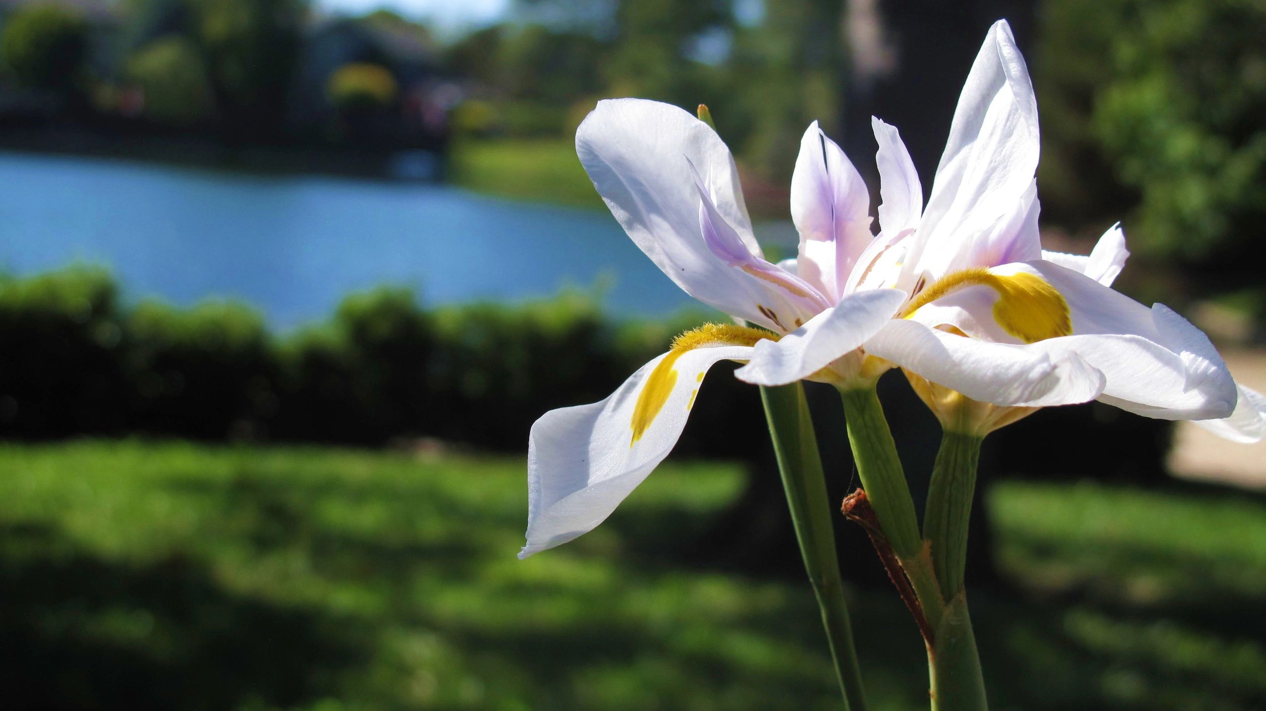 Dr. Jamie Candelaria Greene