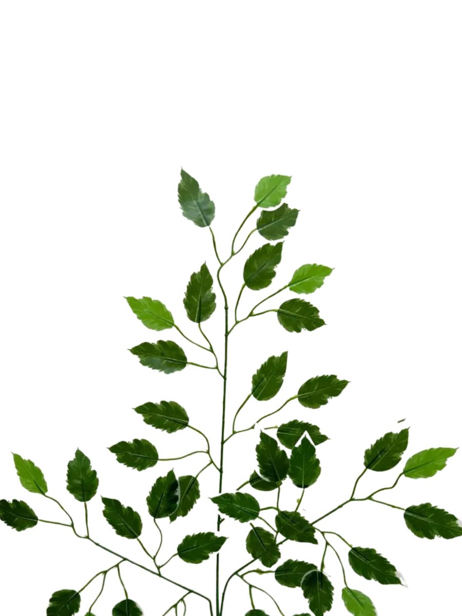 3 BRANCH VARIEGATED FICUS STEM