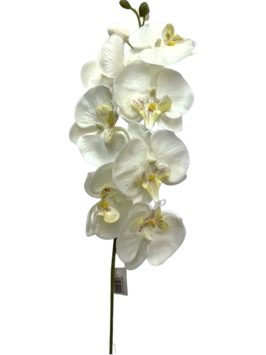CREAM PHALAENOPSIS ORCHID