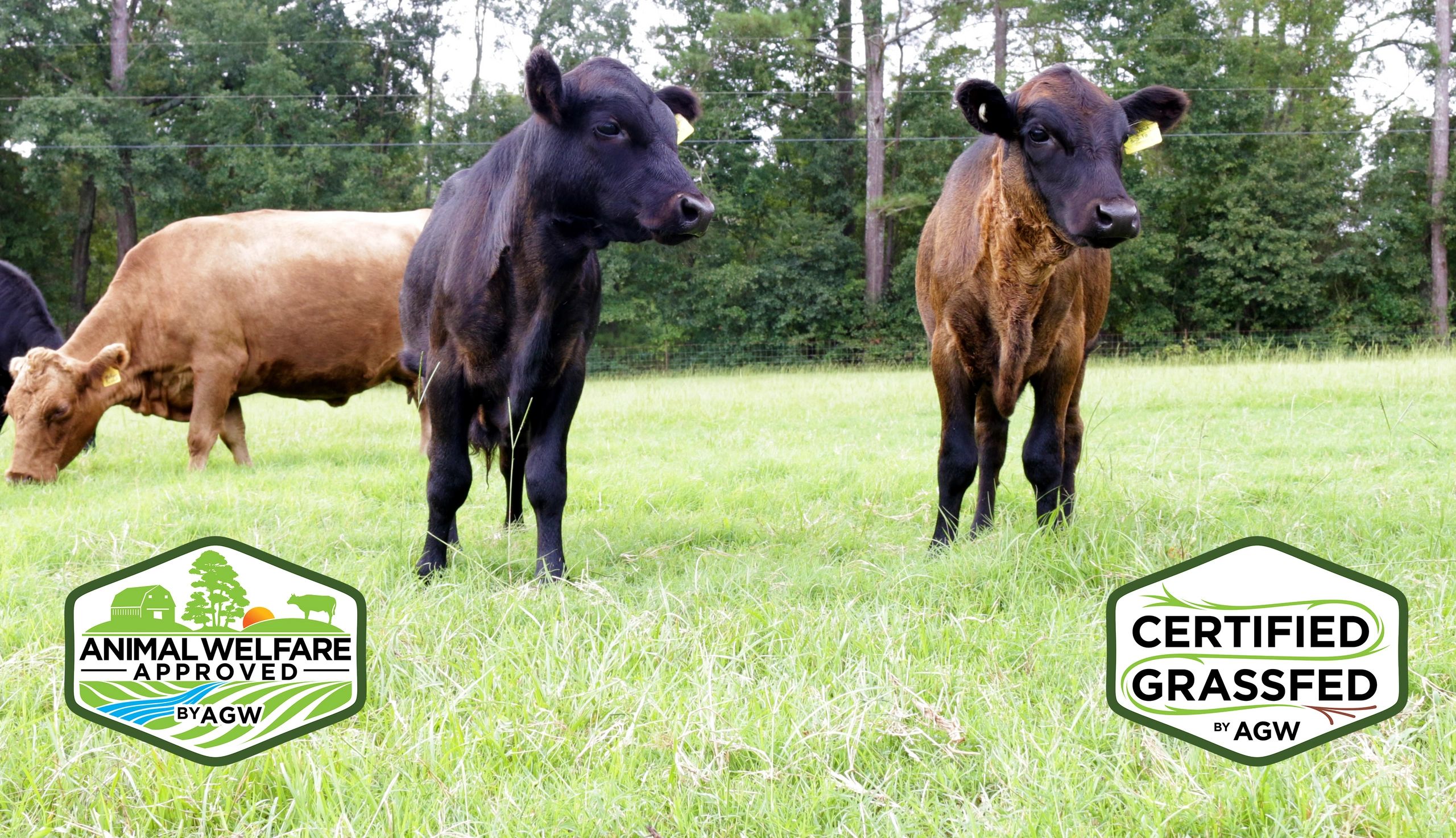 Buying Grass-fed Beef