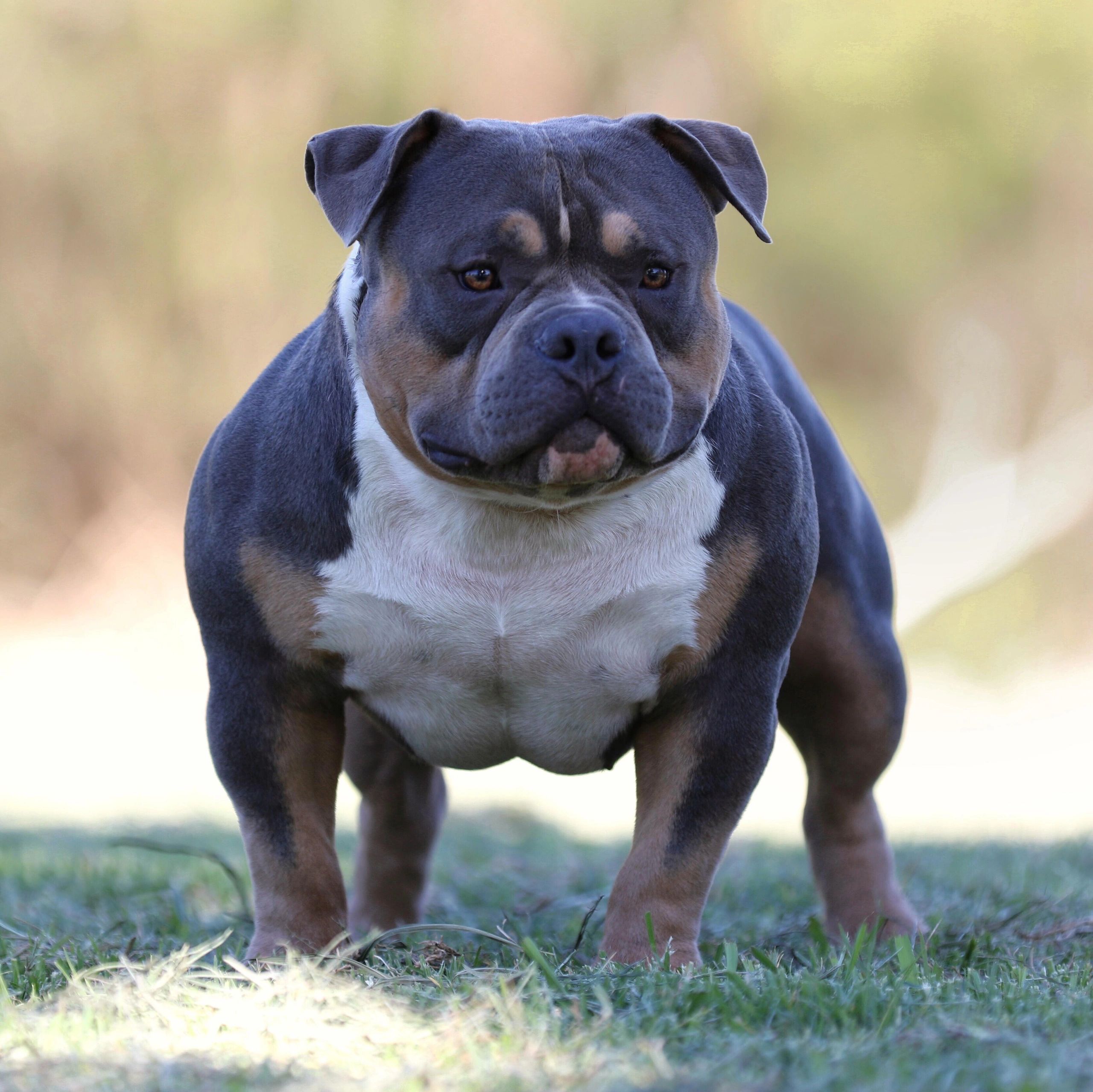 The Bully Merchant - American Bully Breeder - Sydney, New South Wales