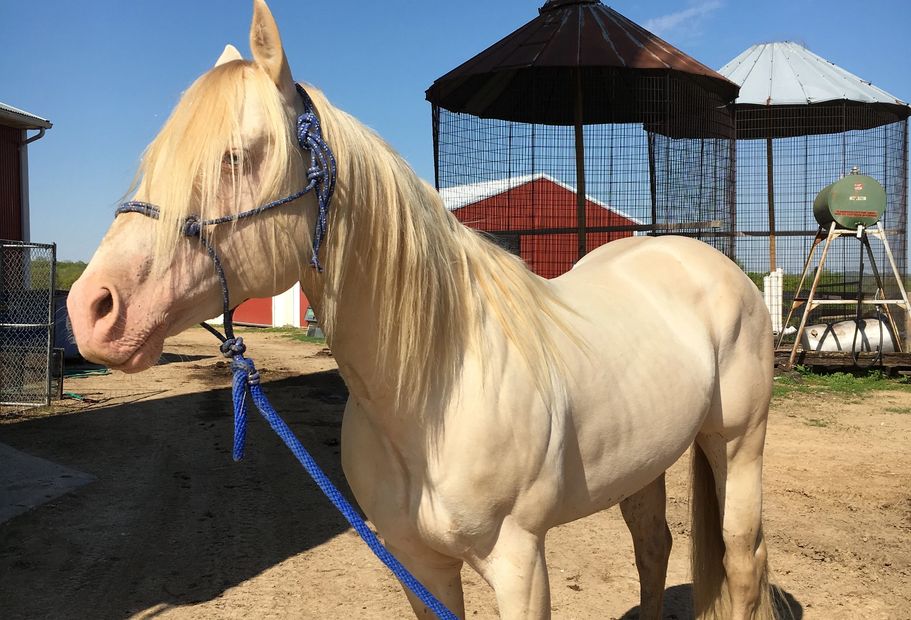 Studs | Mystic Ridge Farms/ Shannonn and Tami Hansen