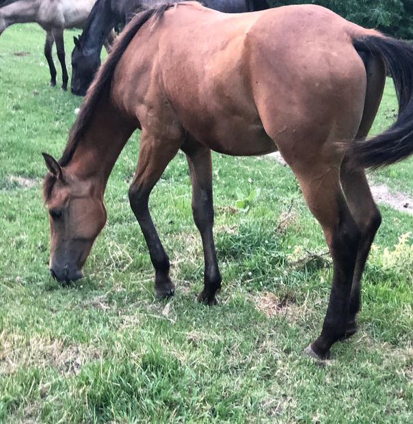 Studs | Mystic Ridge Farms/ Shannonn and Tami Hansen