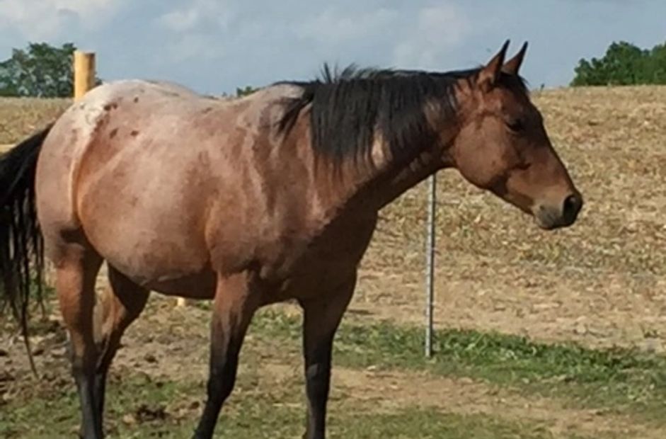 Mares | Mystic Ridge Farms/ Shannonn and Tami Hansen