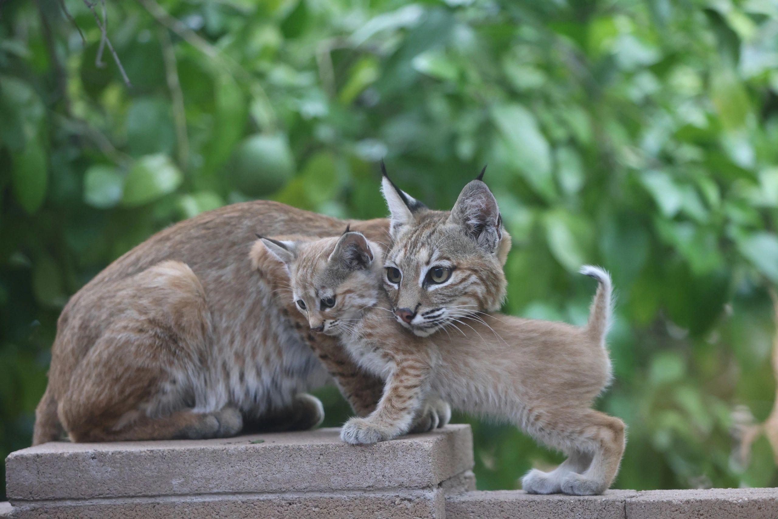 What's New with Bobcats in Tucson?