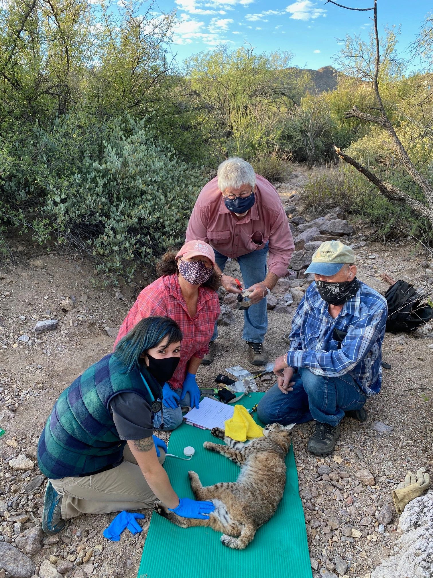Keep up to date with what's going on with Bobcats in Tucson!