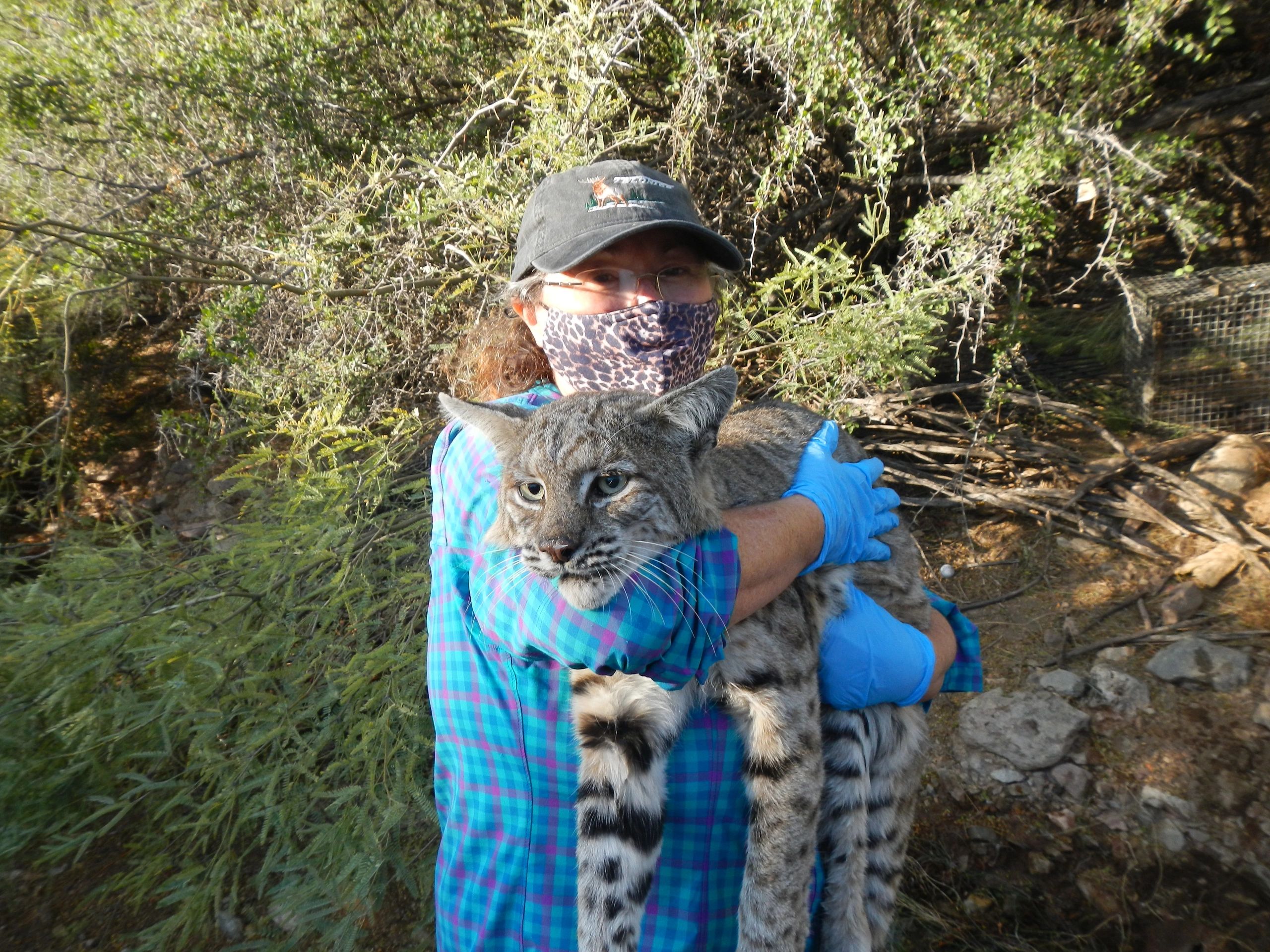 Bobcats in Tucson story coming to PBS/NPR- 2/11/24