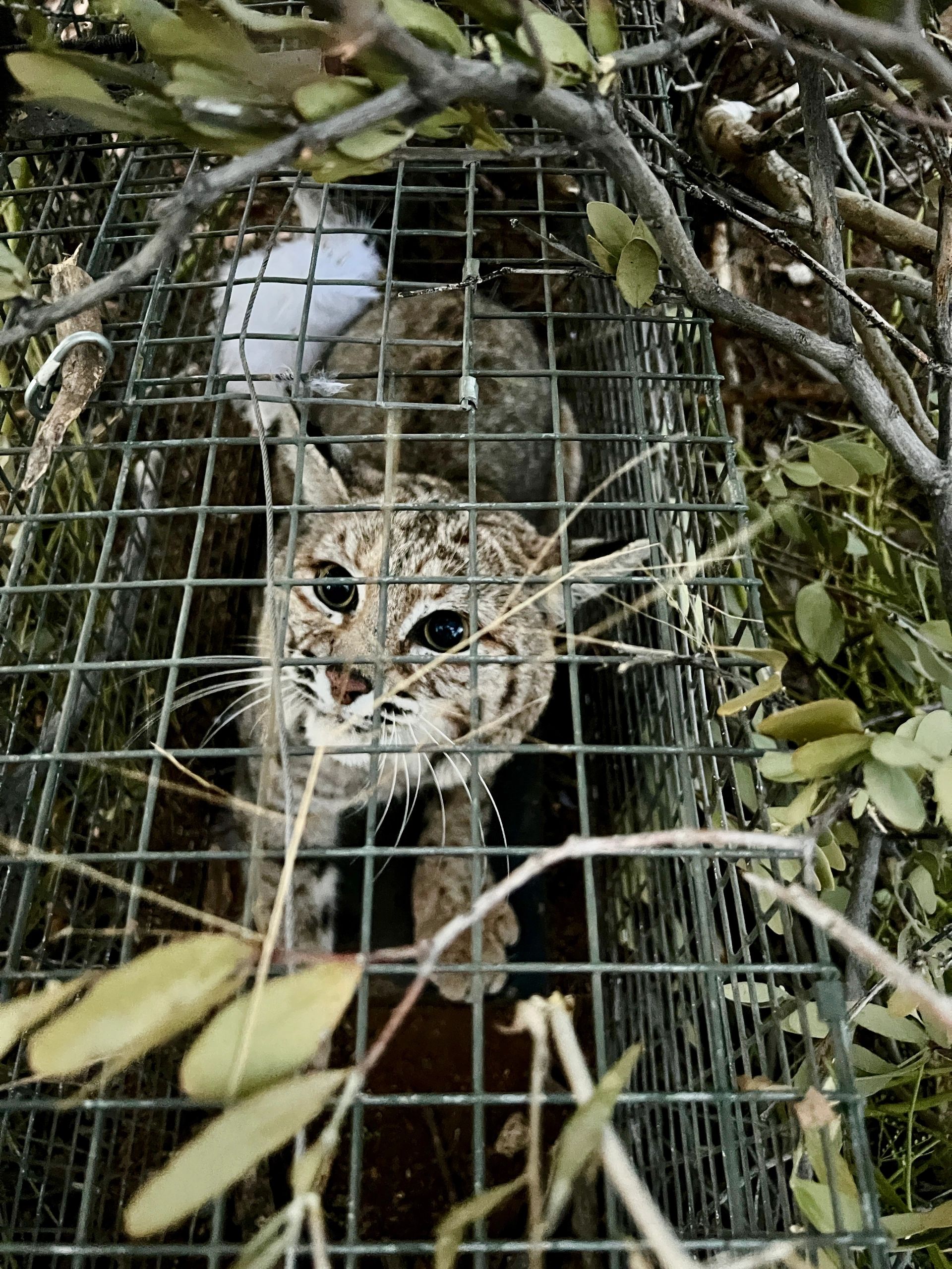 Bobcats In Tucson Captures It's 50th Urban Bobcat