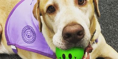 Therapy Dogs Australia