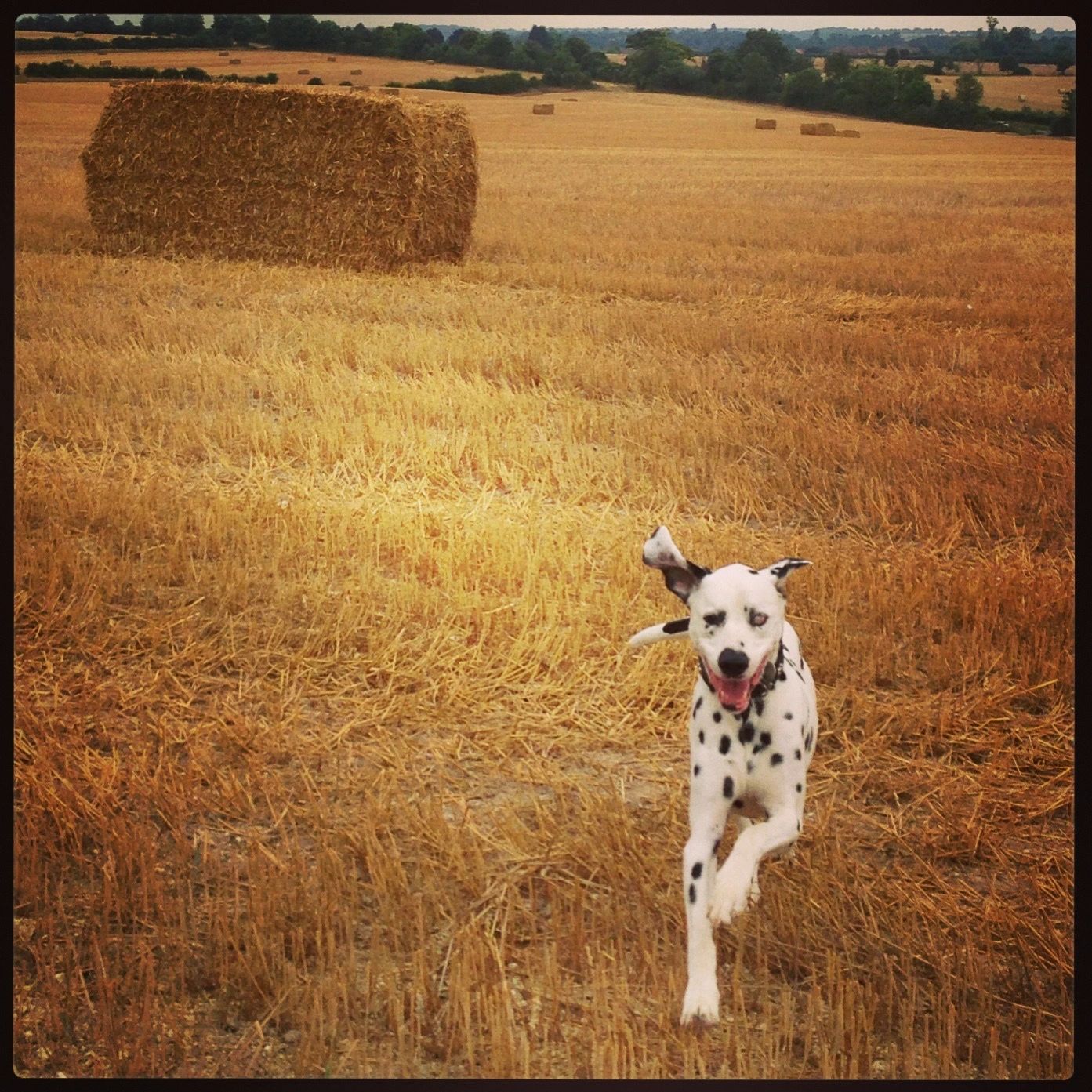 Smiley Pets - Cat Sitter, Dog Walker, Pet