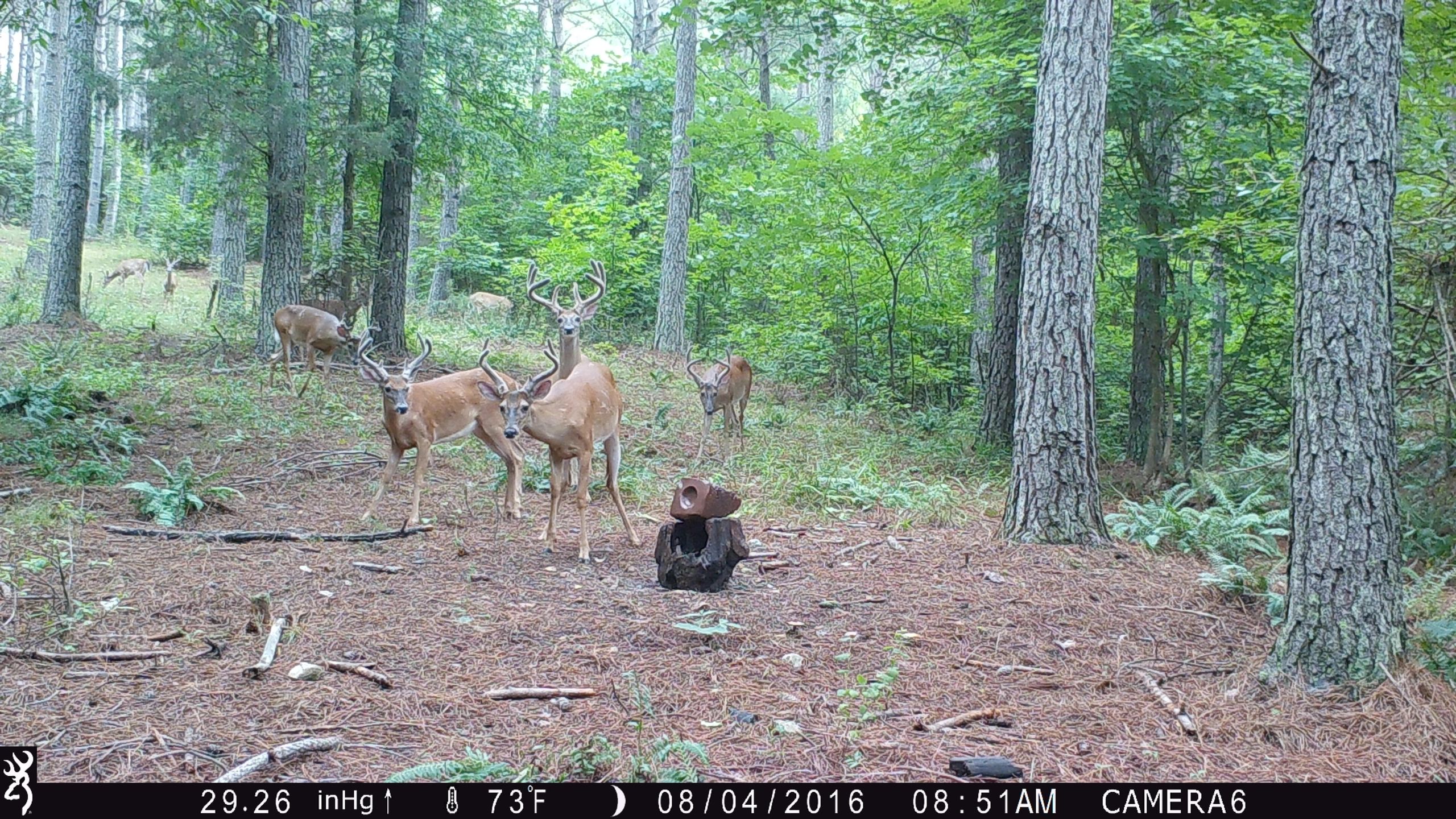 TN Deer Lease | Bullet Hunting Club