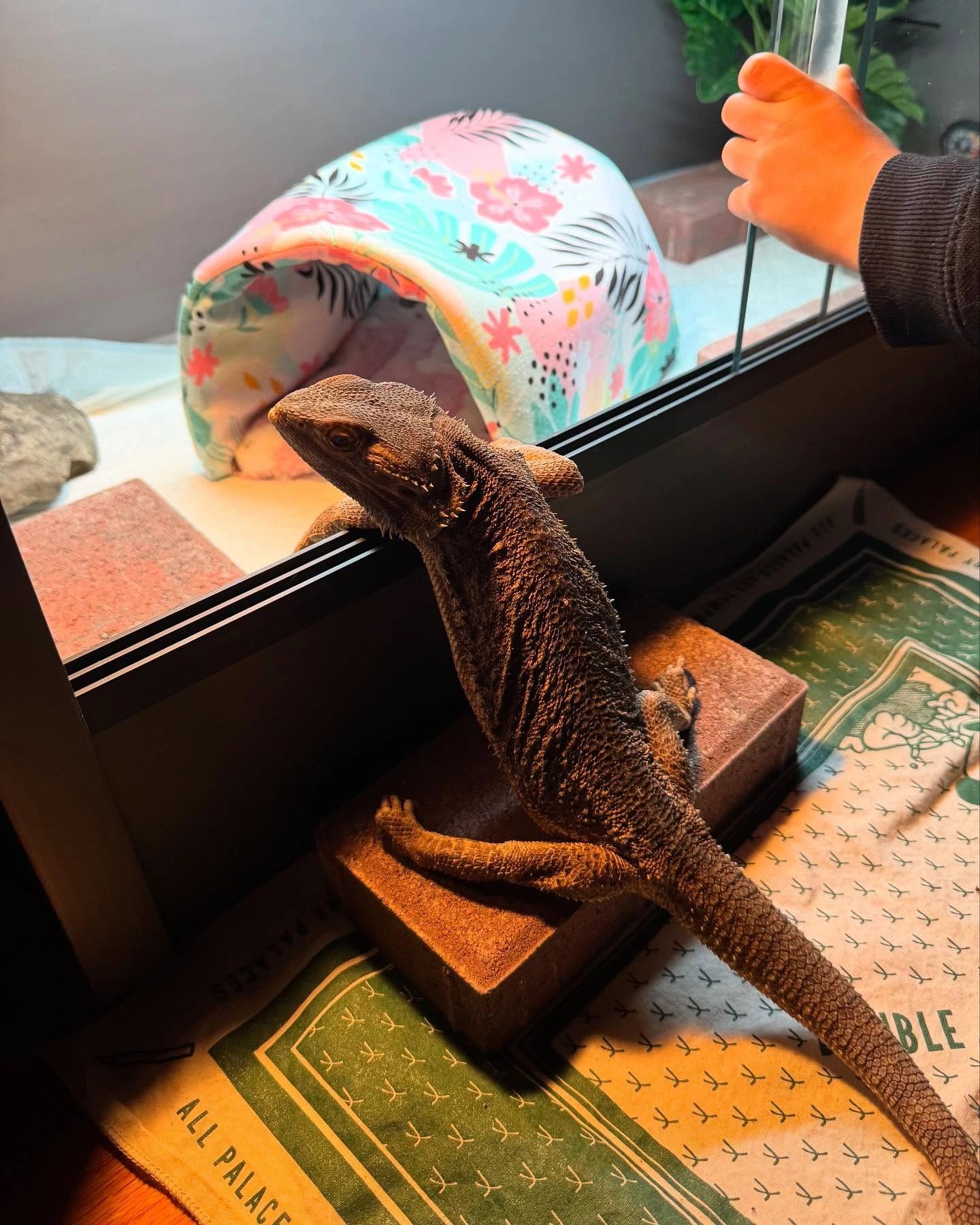 **ADOPTED** Kayla the Bearded Dragon