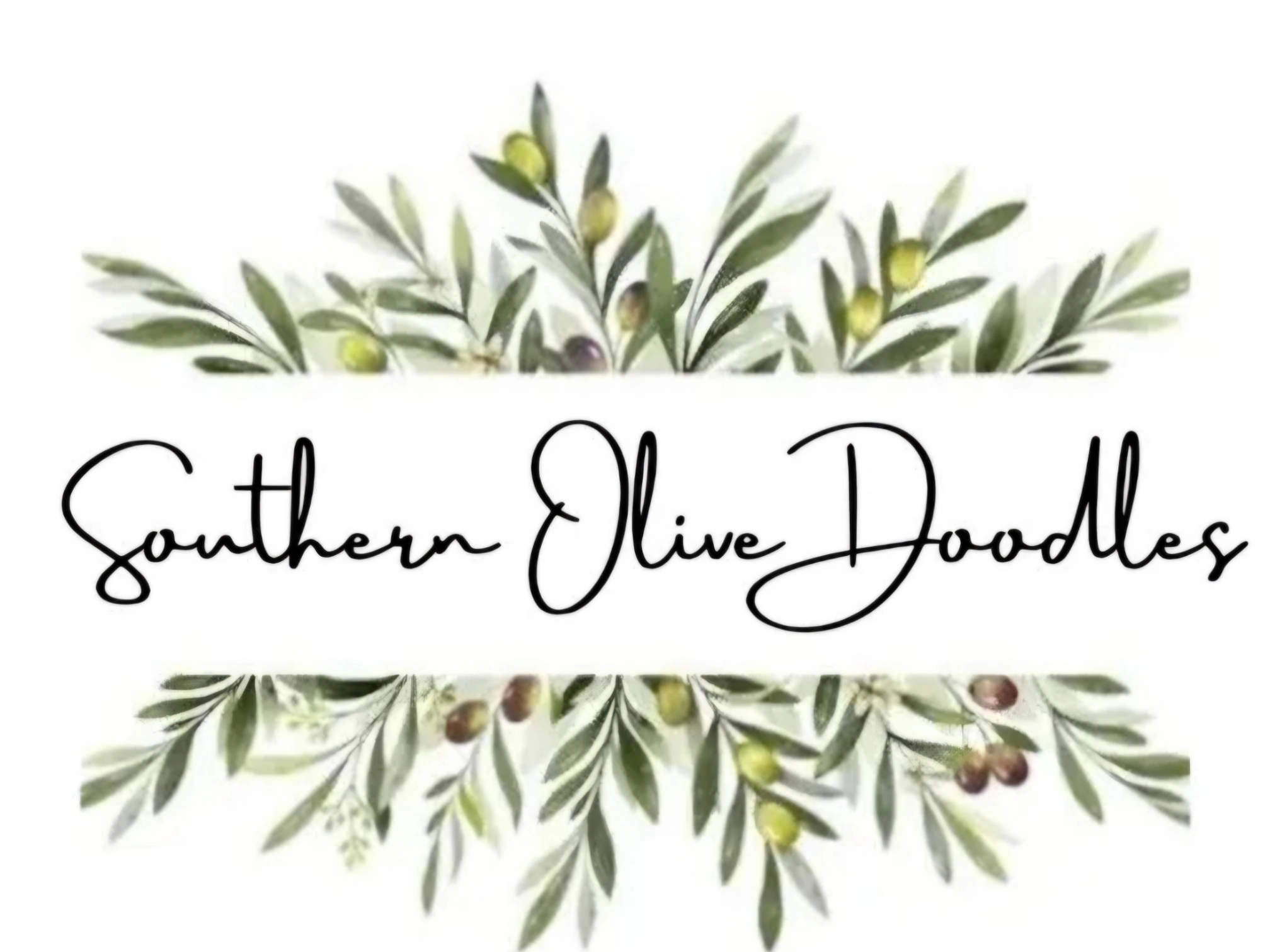 Home | Southern Olive Doodles