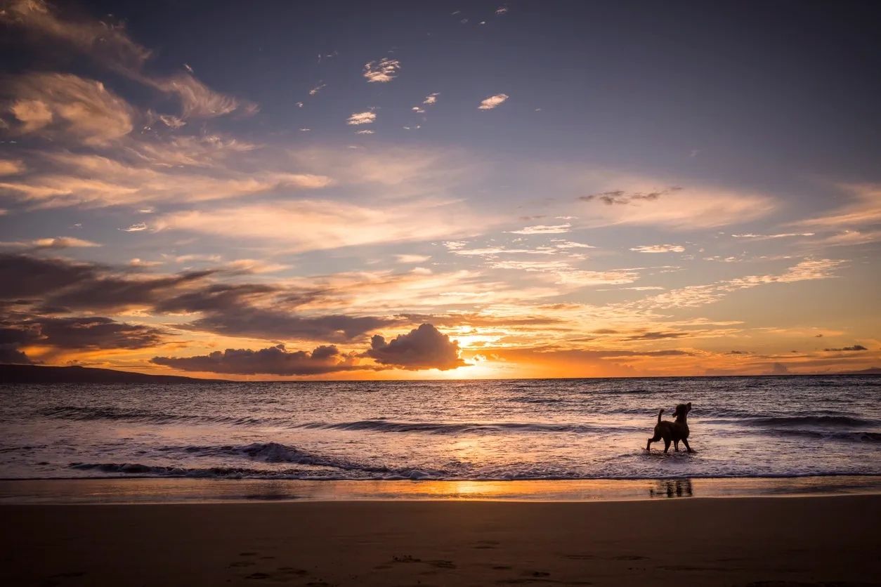 Pet Cremation Home Pick-Up on Oahu