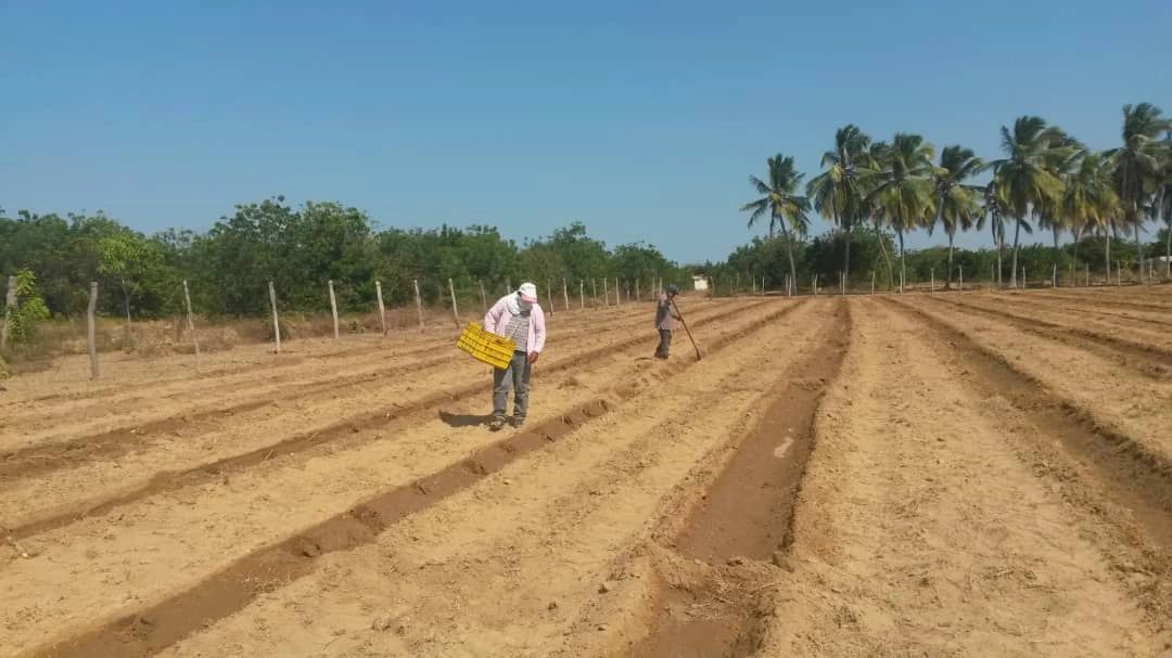 Apuna farm pilot program