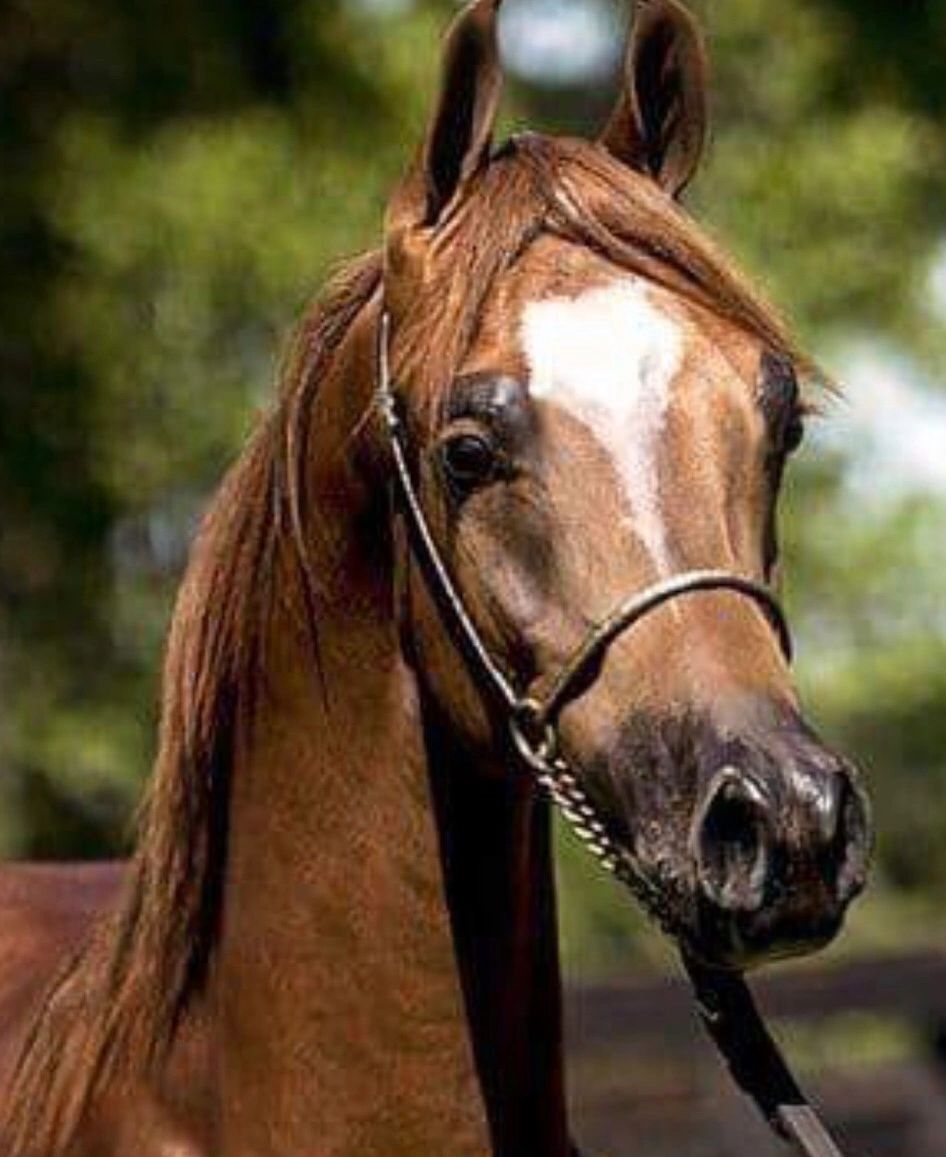 English Riding Lessons - The Good Beginning Riding Centre