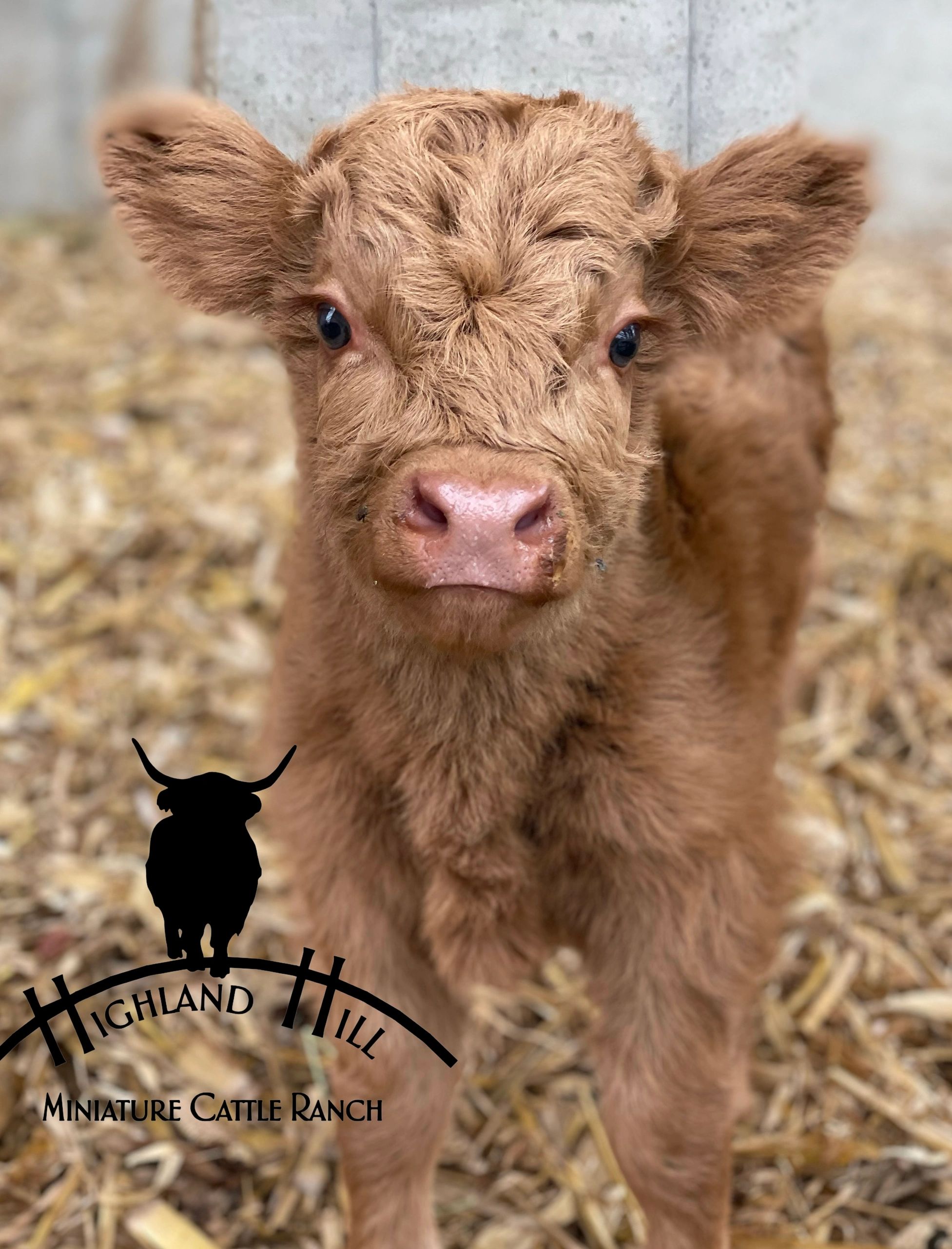Baby Miniature Cows