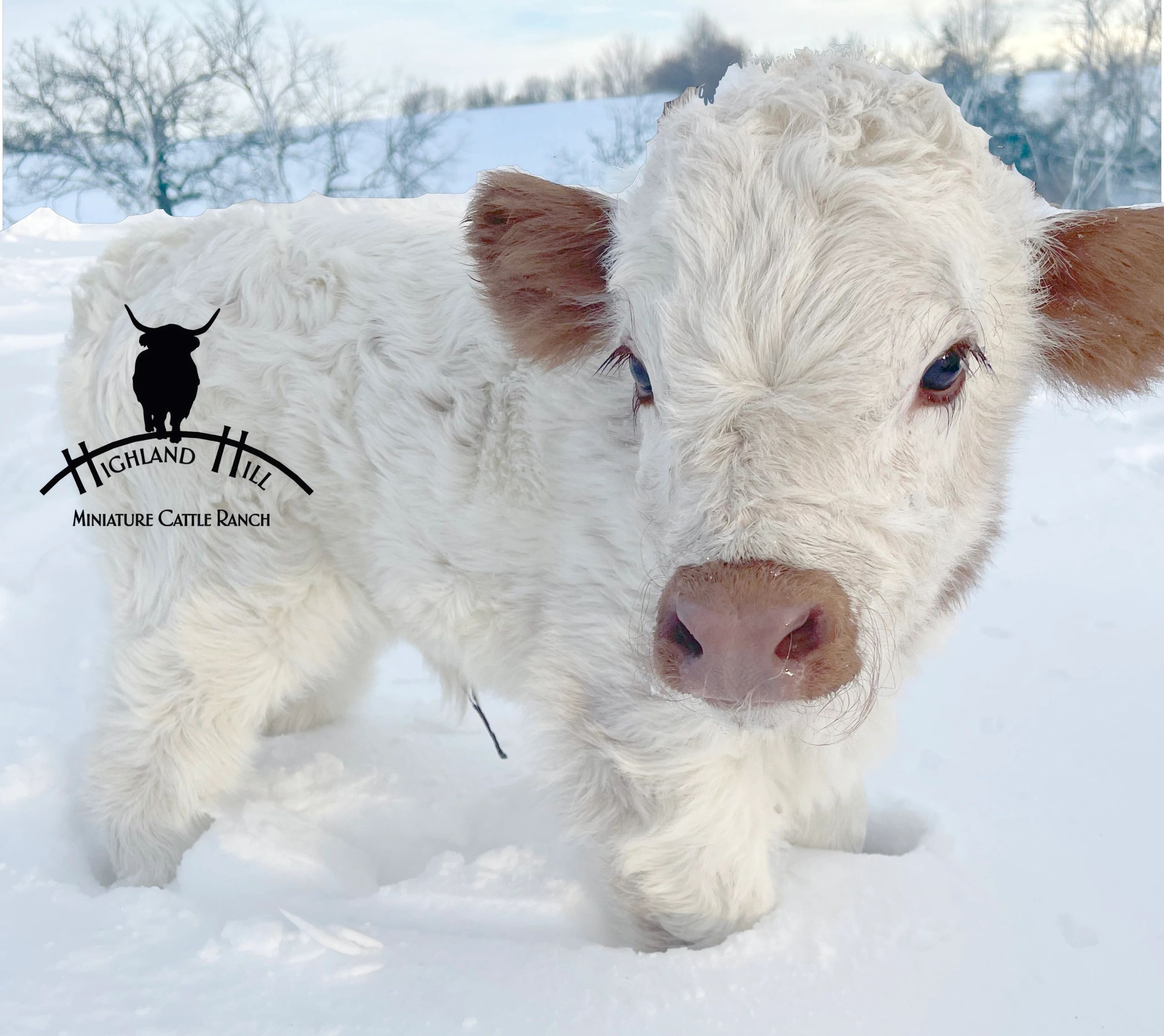 Highland Hill Miniature Cattle Ranch