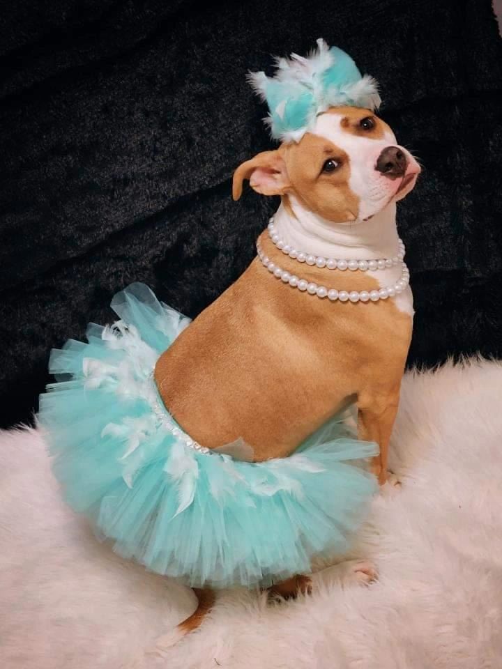 Feather Trim Tutu for Dogs and Cats