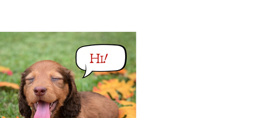 Diva Doxi - Dachshund Puppies, Akc Dachshund Puppies