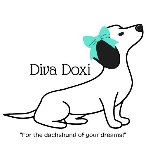 Diva Doxi - Dachshund Puppies, Akc Dachshund Puppies