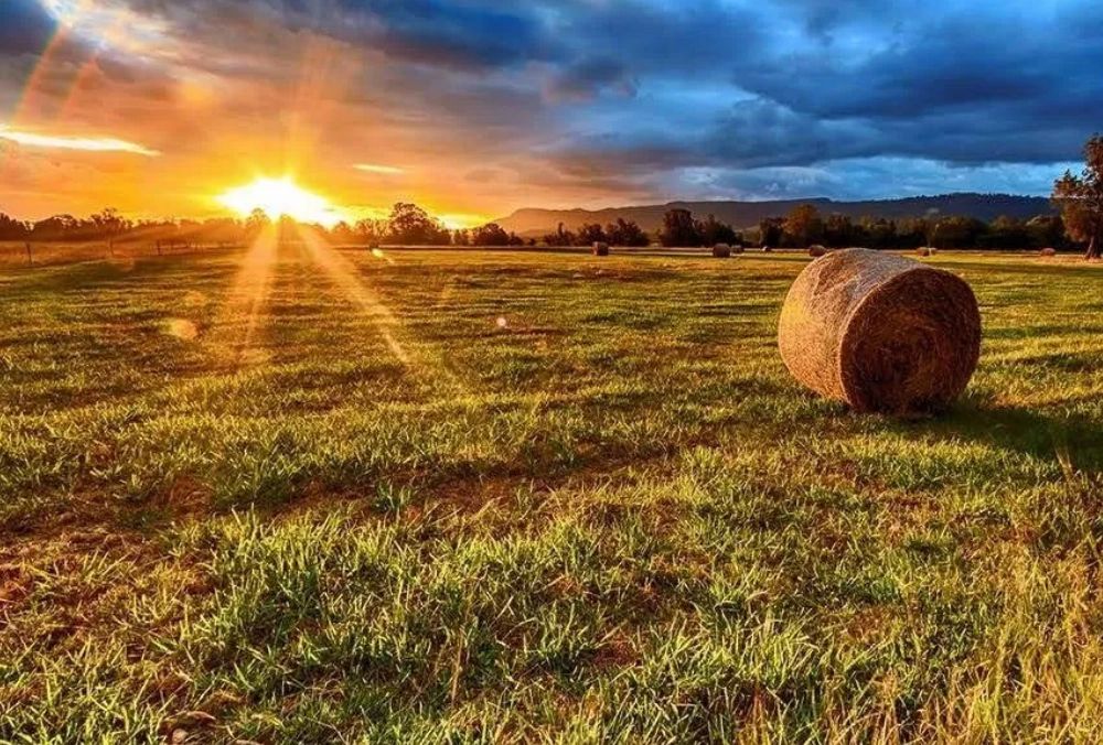 Sunset ranch quarter horses and paint horses