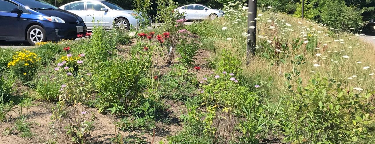 Turning your lawn into a native plant garden