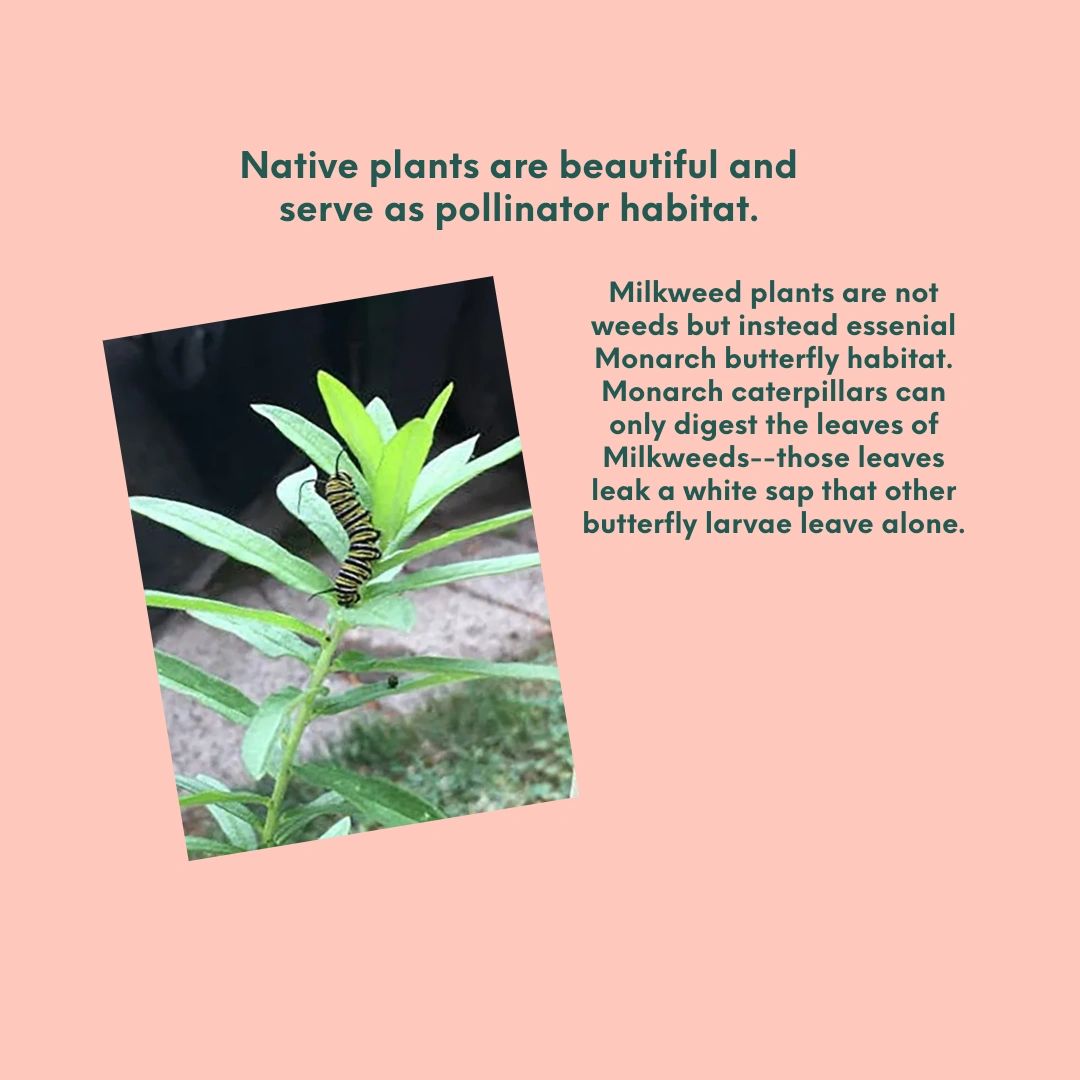 Native plants companion for vegetable gardens